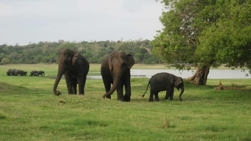 Discover the Best of Sri Lanka in 5 Days Private Tour - The Itinerary in Detail