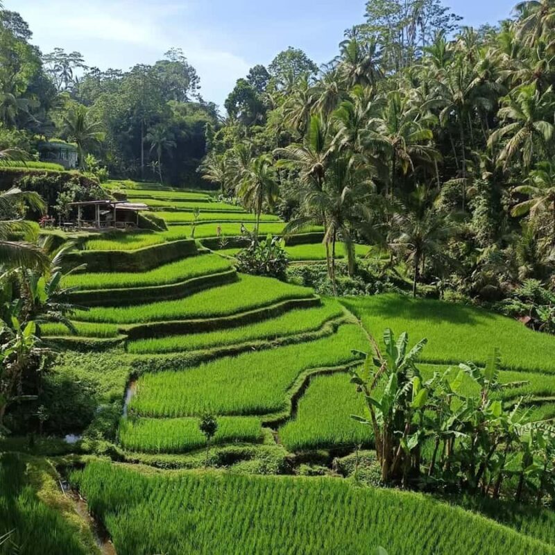 Discover the Best of Ubud: Private Day Tour with Local Guide - Key Points