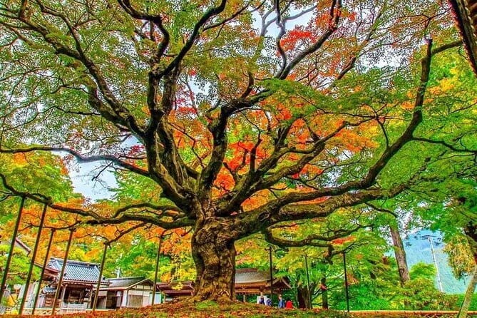Discover the Charms of Fukuoka - What Real Travelers Say
