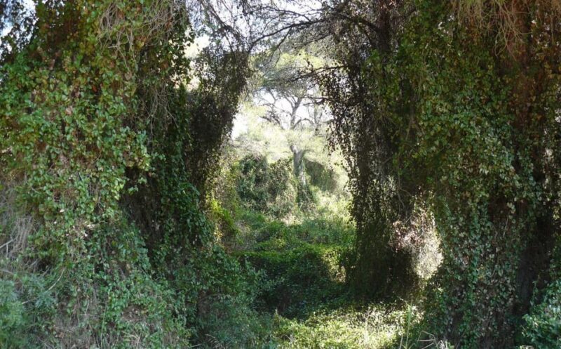 Discover the Devesa and the Albufera: Guided tour - An In-Depth Look at the Tour Experience