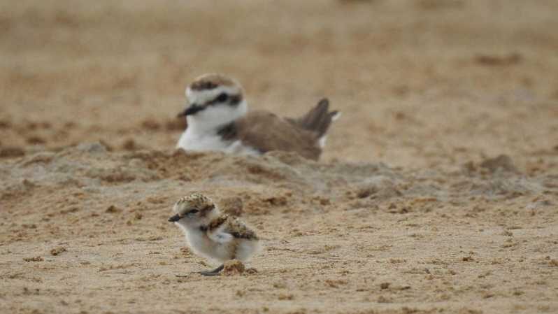 Discover the Devesa and the Albufera: Guided tour - Final Thoughts