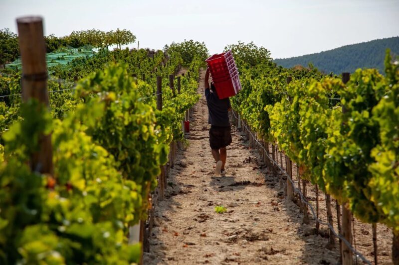Discover the Essence of Ibizas rich wine culture - The Wines and Food