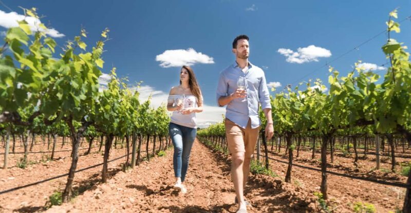 Discover the Essence of Ibizas rich wine culture - The Sum Up