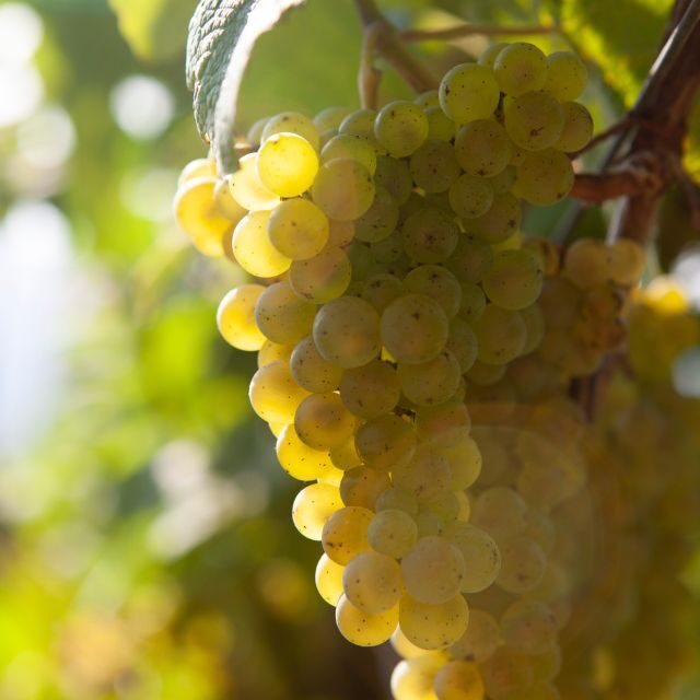 Discover the Essence of Txakoli Wine from San Sebastian - Who Will Love This Tour