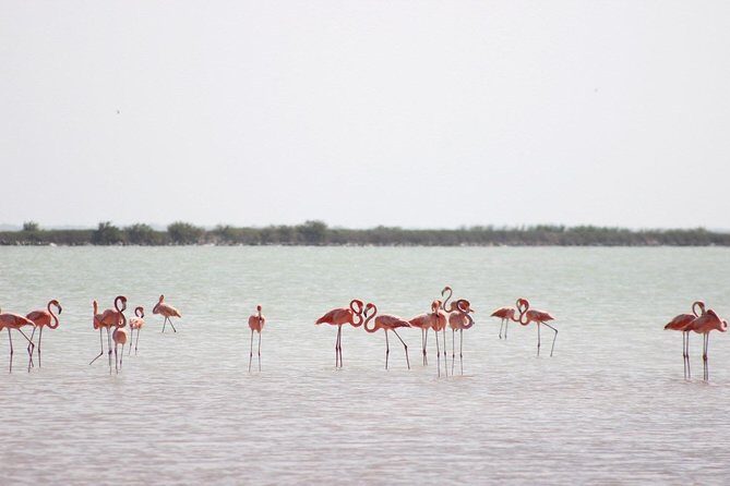 Discover the FABULOUS PINK WATERS at the Caribean (Las Coloradas+Río Lagartos) - Detailed Breakdown of the Itinerary