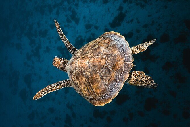 Discover the magical Moorea Lagoon - Exploring Moorea’s Marine Gems: What to Expect