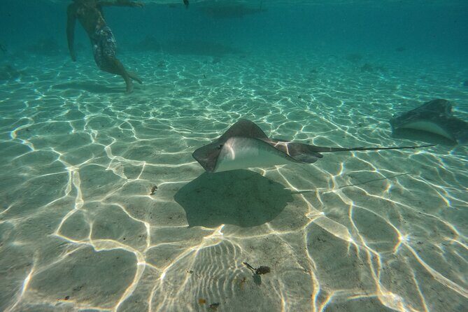 Discover the magical Moorea Lagoon - FAQs