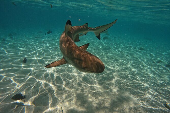 Discover the magical Moorea Lagoon - Final Thoughts