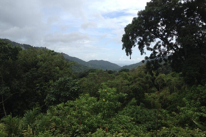 Discover the Rainforest - Key Points