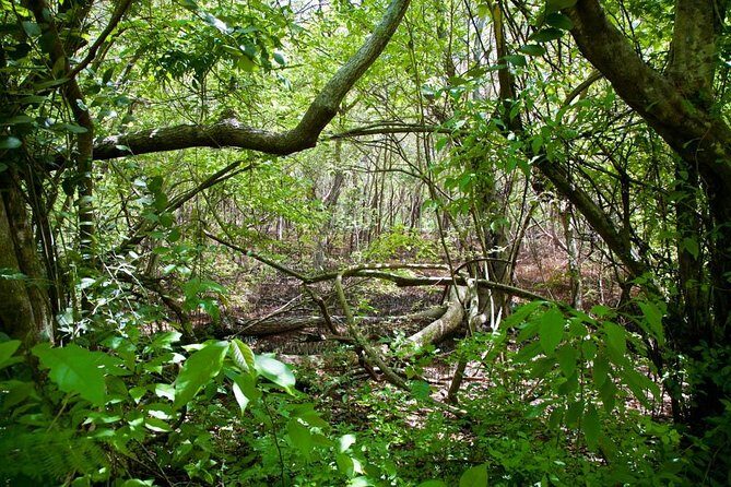 Discover the Rainforest - What to Expect from the Discover the Rainforest Tour