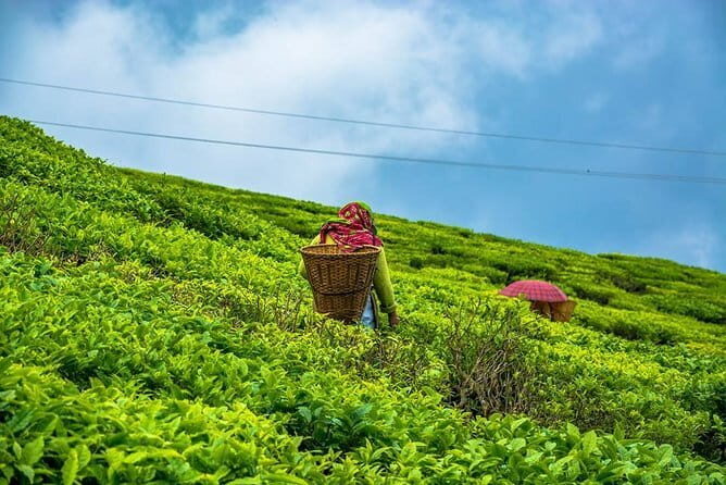 Discover the Spiritual Trails of Gangtok (2 Hours Guided Walking Tour) - Practical Details for Your Planning