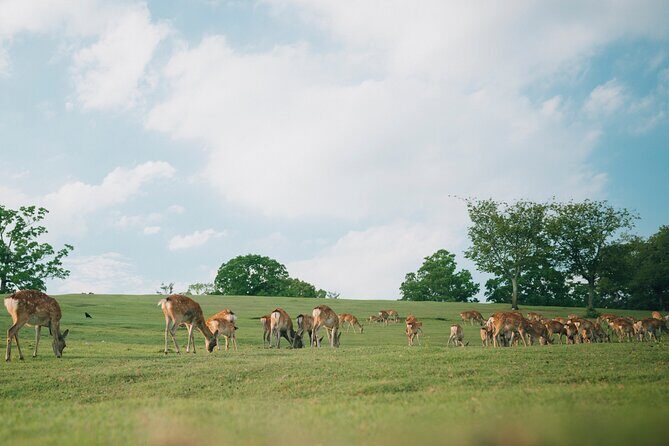 Discover the Timeless Charm and Natural Beauty of Nara - Key Points