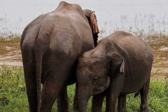 Discover the Wild Magic of Udawalawe National Park - The Value of This Safari