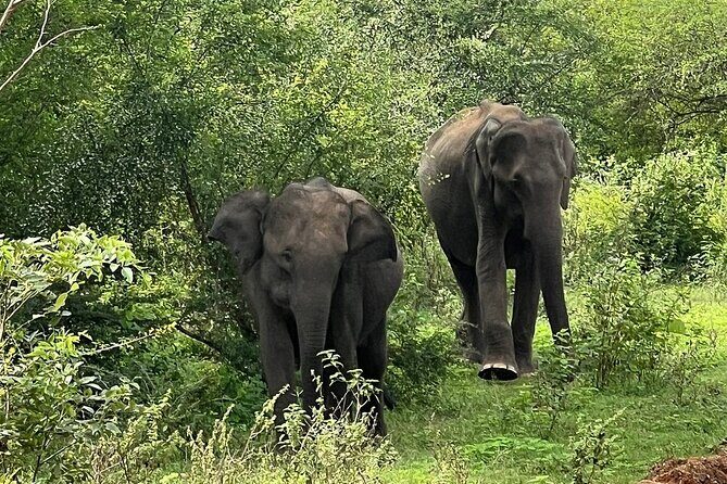 Discover the Wild Magic of Udawalawe National Park - Final Thoughts
