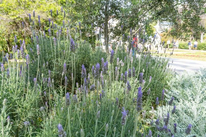 Discover the World of Herbs in the National Garden of Athens - An Introduction to the Herbal Walk