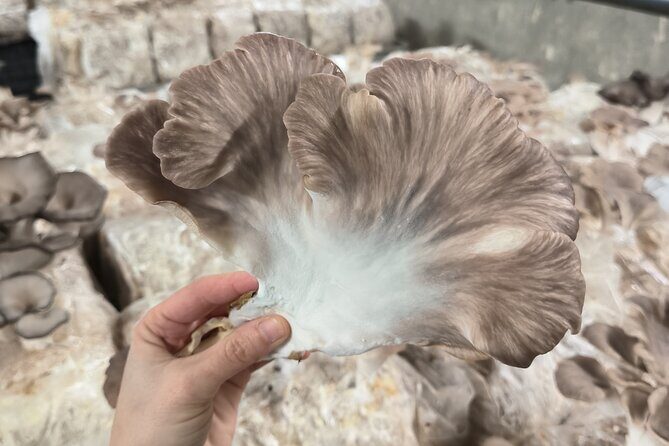 Discover the World of Mushrooms - Discover the World of Mushrooms: A Unique Zurich Experience