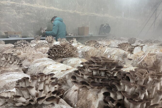 Discover the World of Mushrooms - Authentic Experiences and Reviews