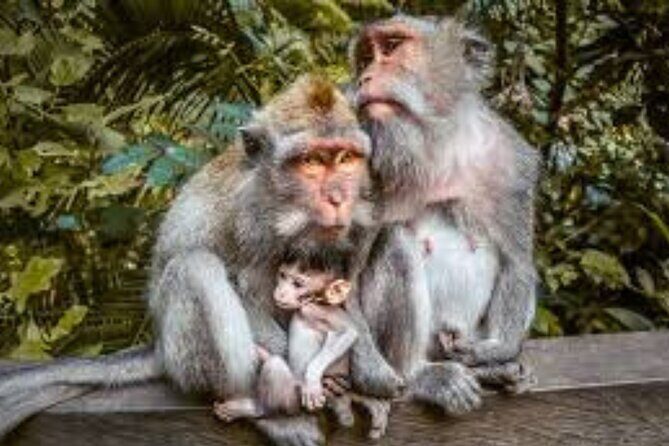 Discover Ubud: Exotism Ubud and Optional Meet the Bali Shaman - Who Will Love This Tour?