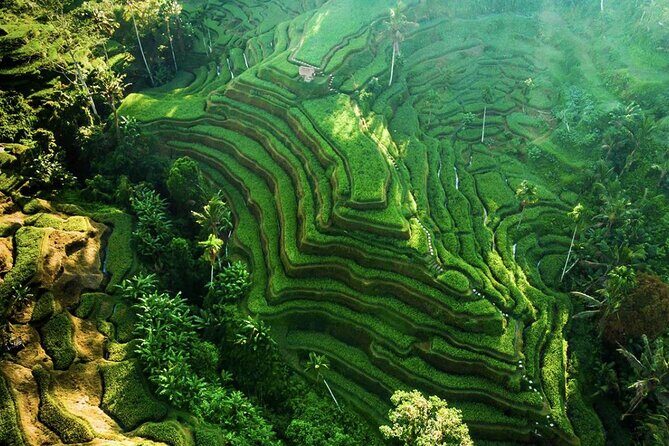 Discover Ubud: Exotism Ubud and Optional Meet the Bali Shaman - The Practicalities and Value