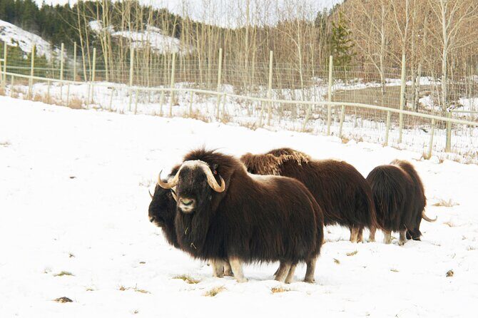 Discover Whitehorse with Northern Lights and Yukon Wildlife Tour - Wildlife Watching: Bringing the Yukon’s Big Animals Close