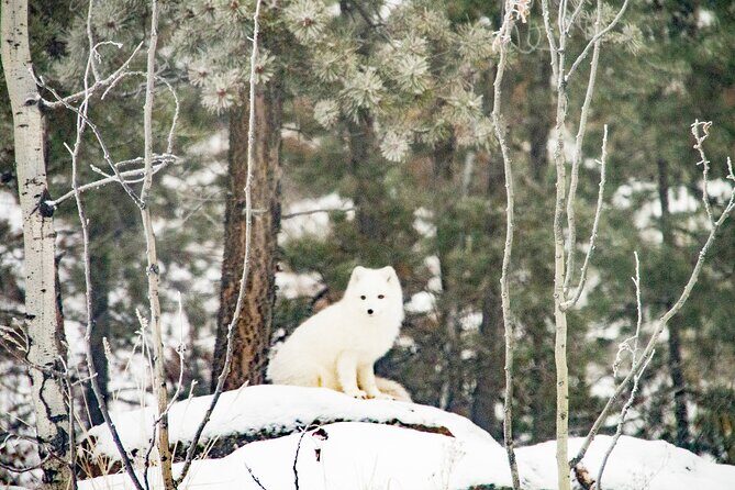 Discover Whitehorse with Northern Lights and Yukon Wildlife Tour - Flexibility and Extras