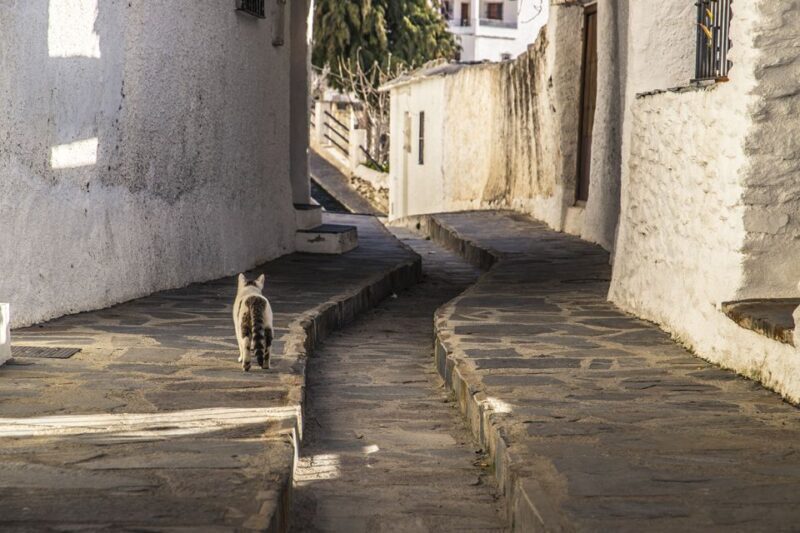 Discovering Las Alpujarras from Málaga - SemiPrivate - Final Thoughts