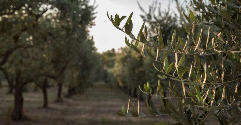 Discovering nature and flavors of Pantalica - Explore the Enchanting Pantalica Nature Reserve