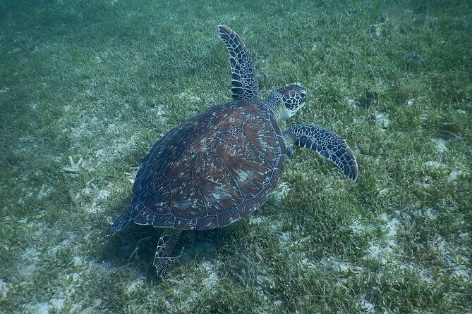 Discovery and snorkeling with sea turtles - Value and Practical Tips
