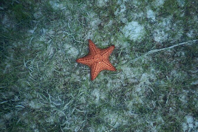 Discovery and snorkeling with sea turtles - Who Is This Tour Best For?