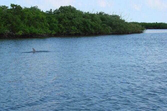 Discovery Dolphin Boat Tour - Customer Feedback and Authentic Insights