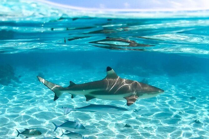 Discovery of the lagoon DE Moorea Visit and Snorkeling 5 Pax Max - FAQs