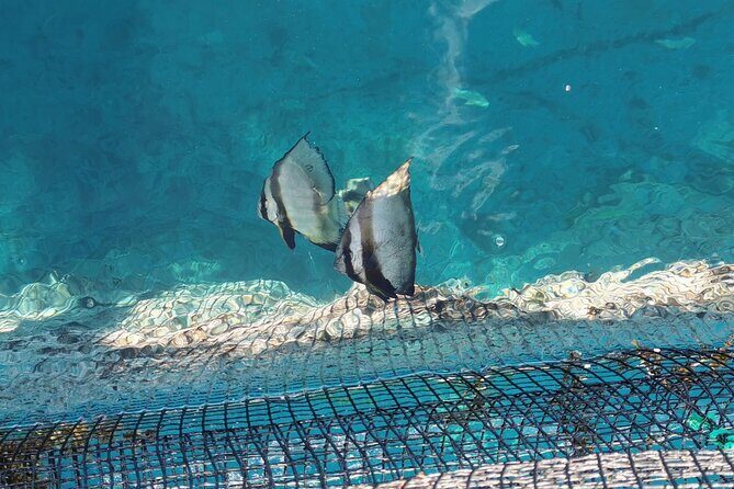 Discovery of the Tahiti Teahupo'o Jurassic Tour peninsula - Starting Point and Tour Logistics