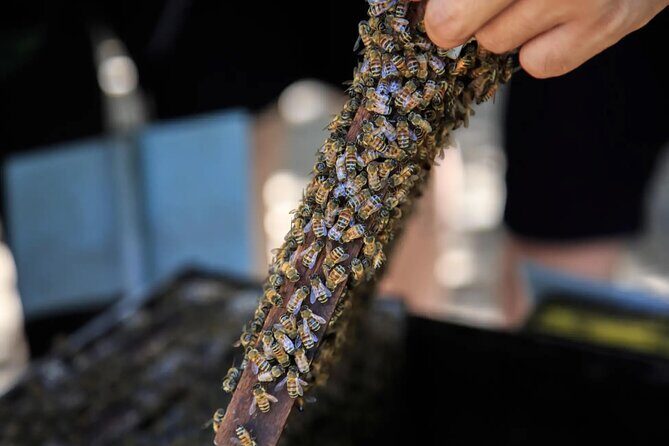 Discovery Phu Quoc Land 1 Southern Tour and Sao Beach - Final Thoughts