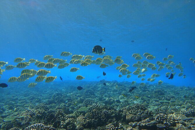 Discovery Program - A Close Look at the Discovery Program in Tahiti