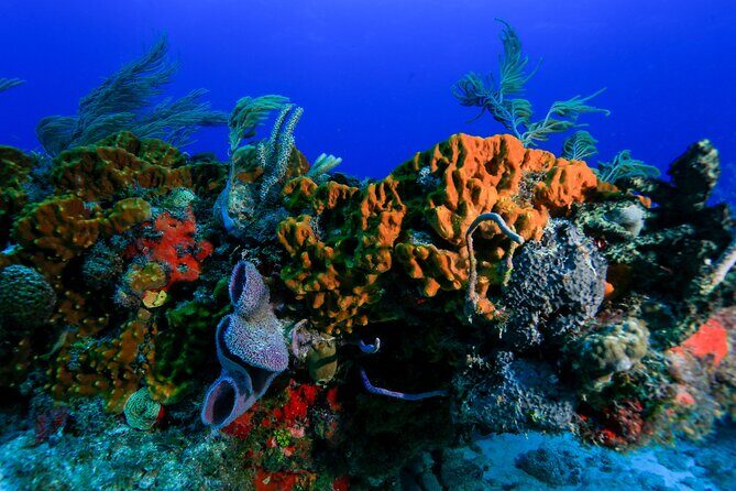 Discovery Scuba Diving !! - The Sum Up: Is It Worth It?