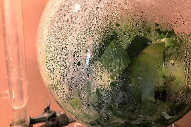 Distillation of Okinawa Herb Essential Oil and Herbal Water - Key Points