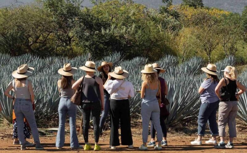 Distillery Entry Tickets and Tastings in Tequila Jalisco - A Detailed Look at the Experience