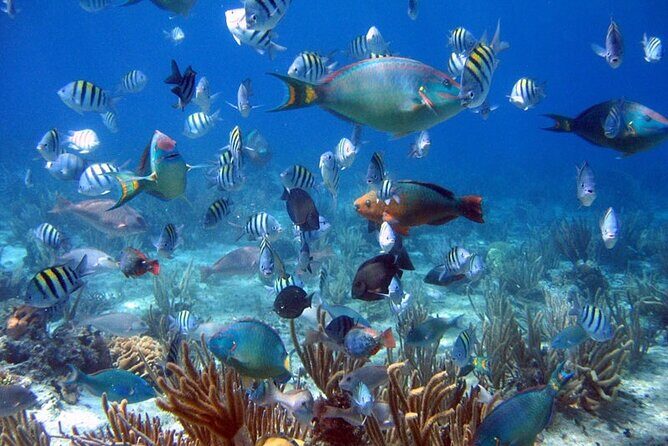 Dive Boat Tour on Catalina Bayahibe Island - What This Tour Means for You