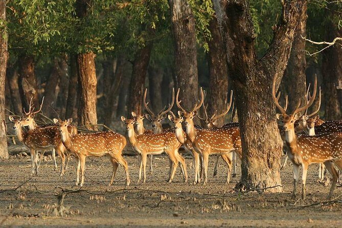 Dive deep into the wild wonders of Sundarban. - An Authentic Look at the Sundarbans Experience