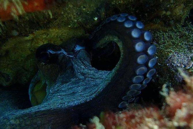 Dive in Marine Reserve, Arrábida, Setúbal, Sesimbra, near Lisbon - FAQ