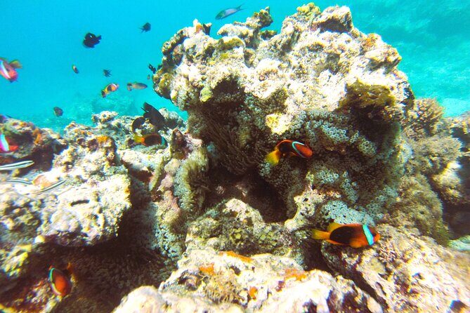 Dive Into Paradise: Snorkel Adventure at Paradise Cove - Authentic Reviews: What Travelers Say