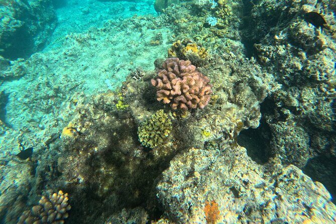Dive Into Paradise: Snorkel Adventure at Paradise Cove - The Sum Up