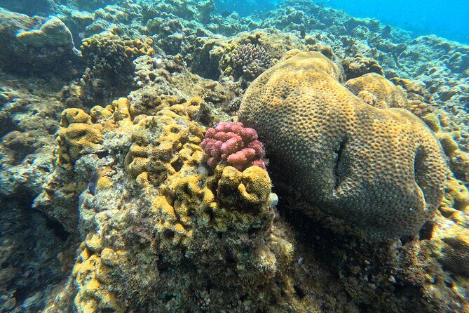 Dive Into Paradise: Snorkel Adventure at Paradise Cove - FAQ