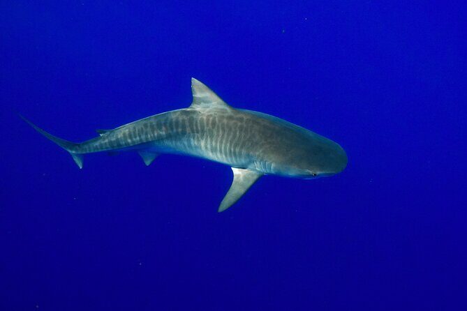 Dive with Sharks in Hawaii: Shark Tour from Haleiwa - Who Should Consider This Tour?