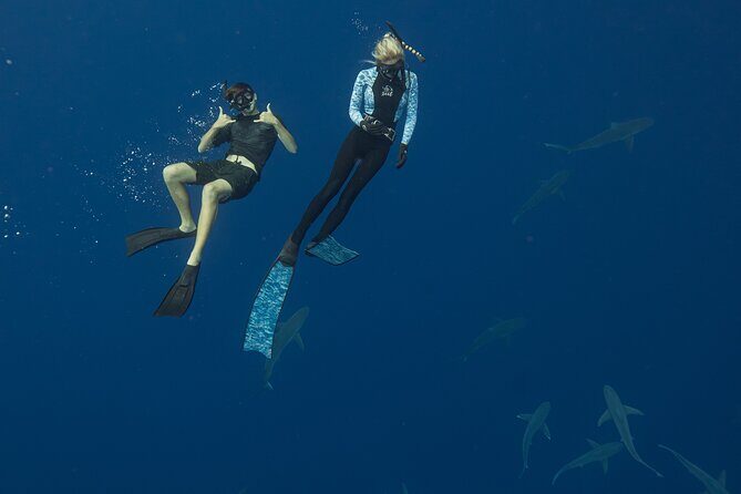 Dive with Sharks in Hawaii: Shark Tour from Haleiwa - The Sum Up