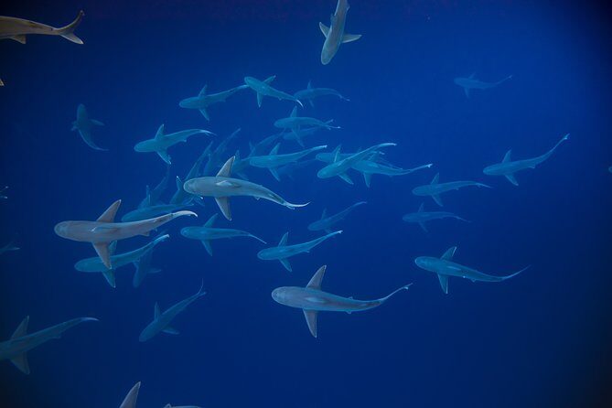 Dive with Sharks in Hawaii: Shark Tour from Haleiwa - FAQs