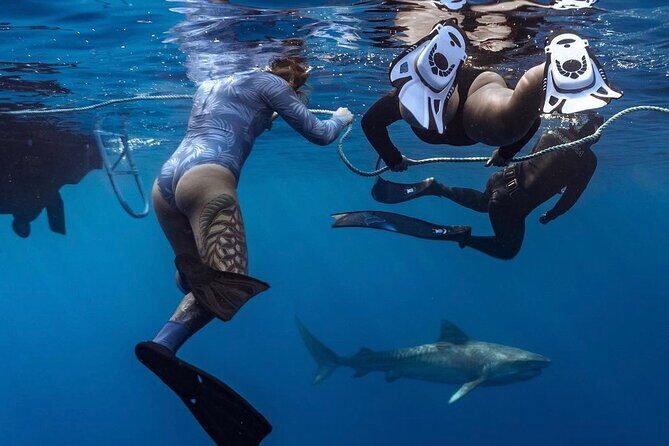 Dive with sharks in Oahu Hawaii: Educational Tour (No cage) - Key Points