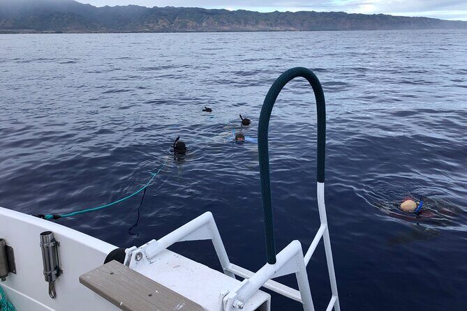 Dive with sharks in Oahu Hawaii: Educational Tour (No cage) - The Detailed Itinerary Breakdown