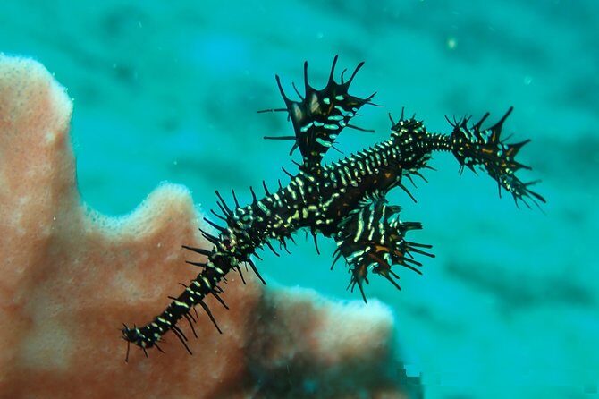 DiveGurus -Scuba Diving in Boracay - What to Expect from the DiveGurus Experience