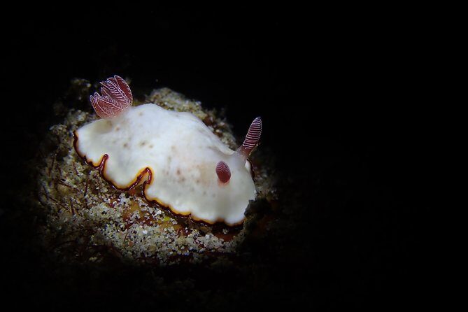 DiveGurus -Scuba Diving in Boracay - The Overall Experience and Atmosphere